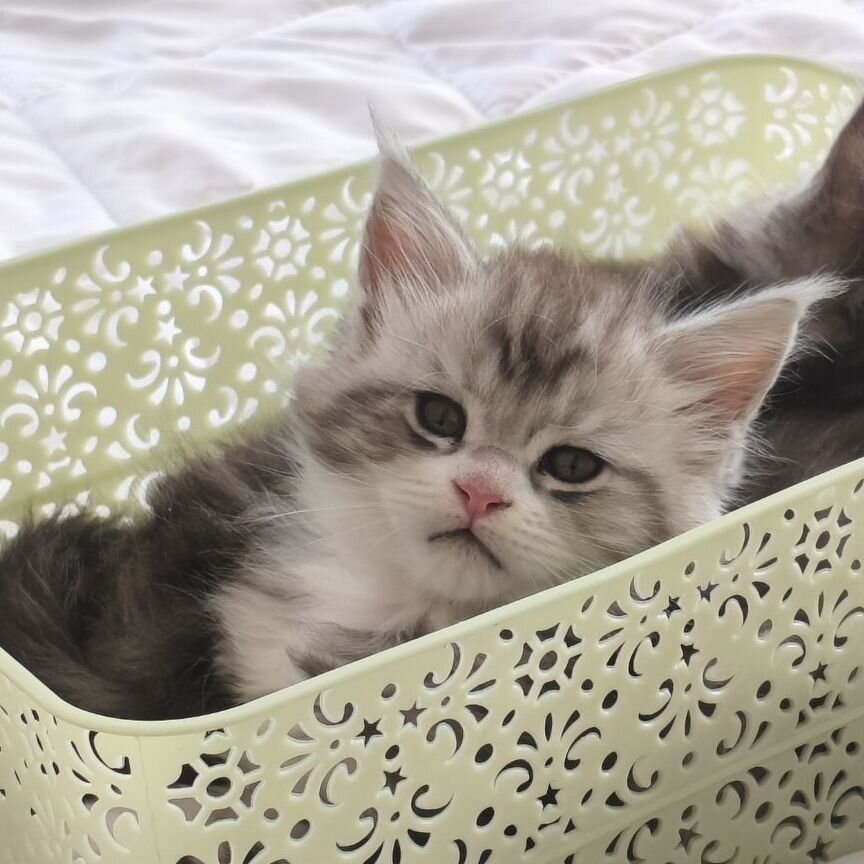 Мейн-кун котёнок