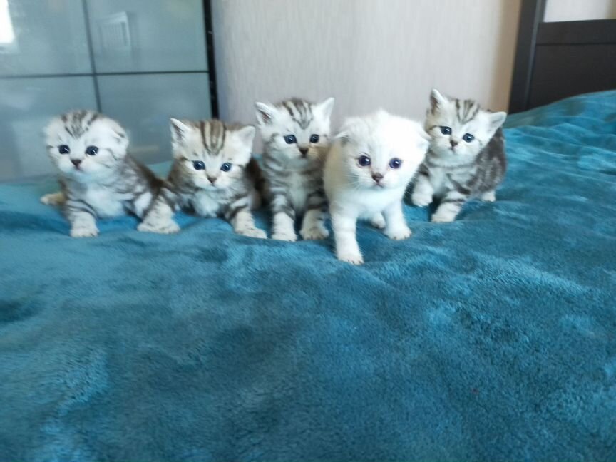 Шотландские котята