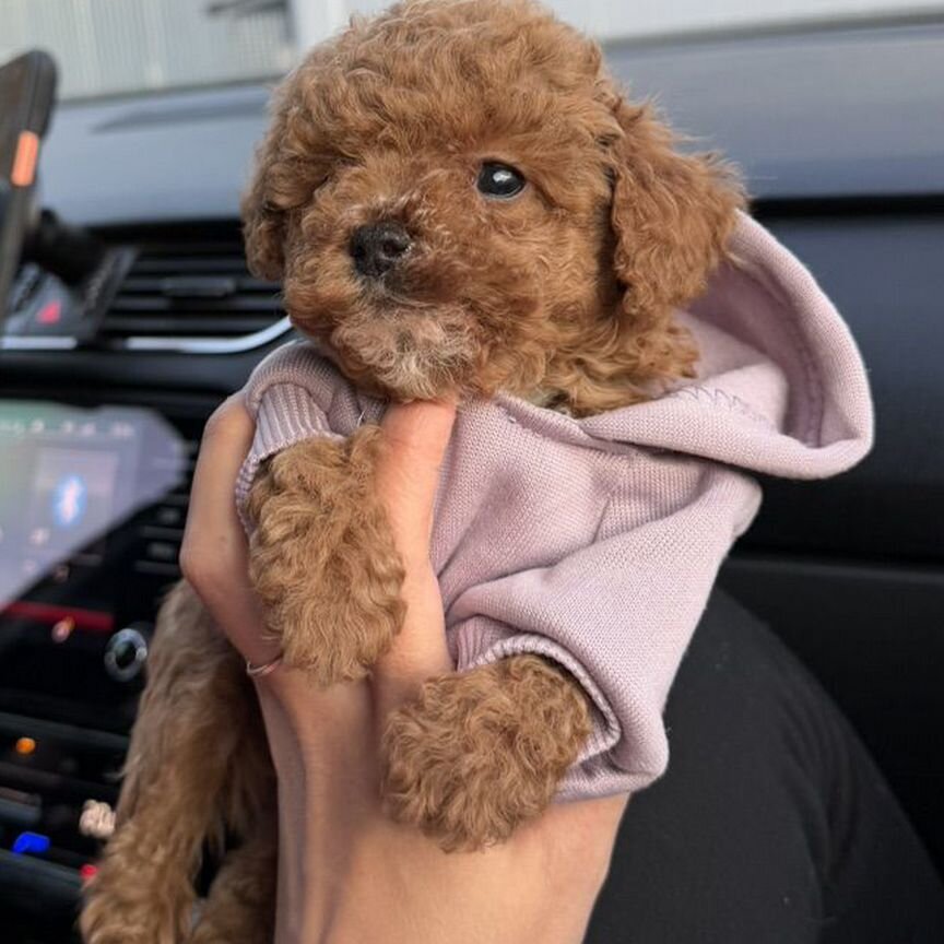 Мальтипу, щенок