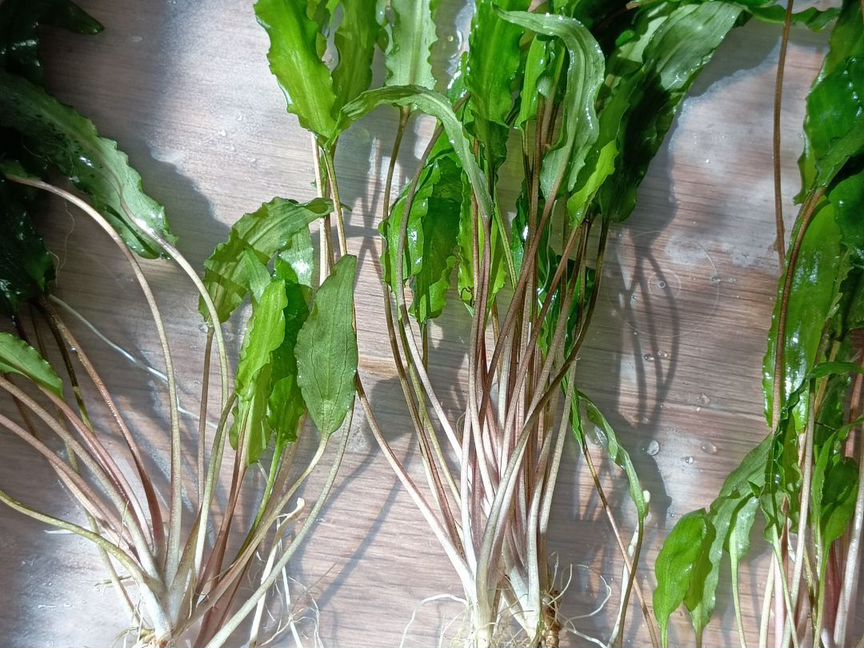 Криптокарина вендта зеленая и красная