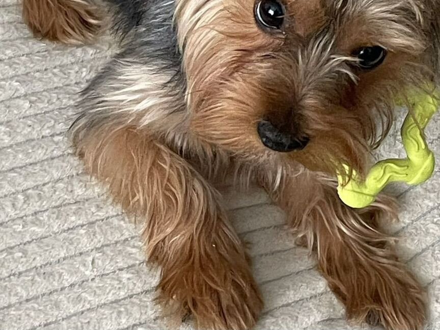 Продам йорка