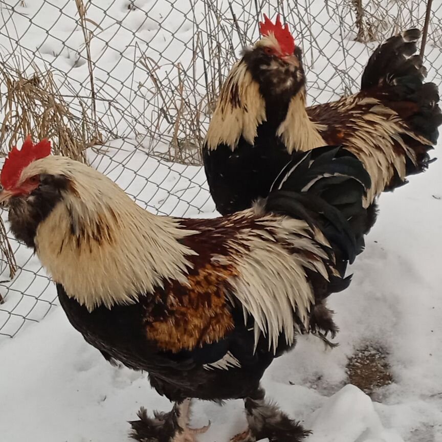 Петух фавероль