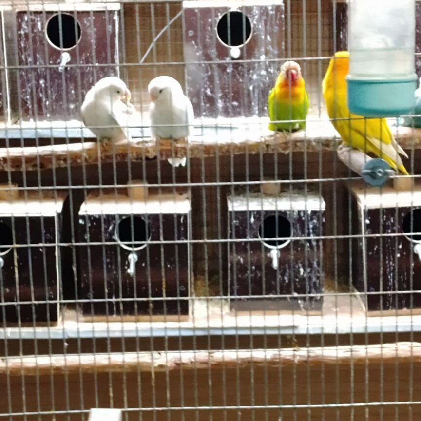 Попугай неразлучники