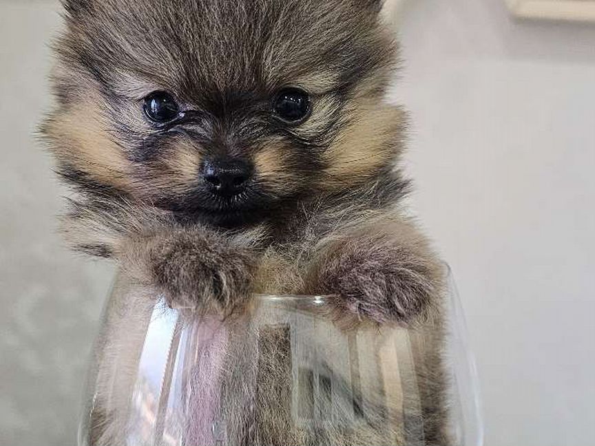 Щенки шпица