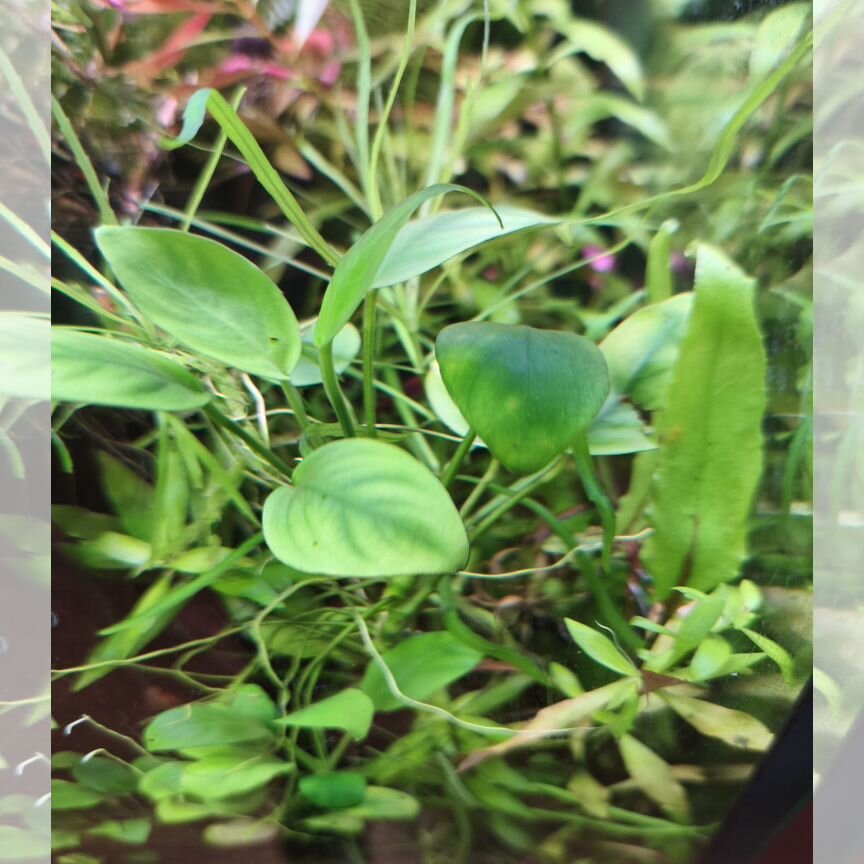 Аквариумные растения