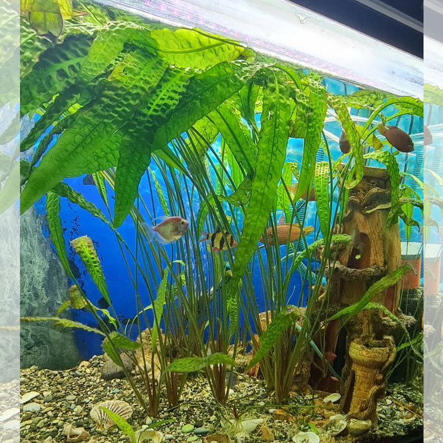 Аквариумные растения криптокарина