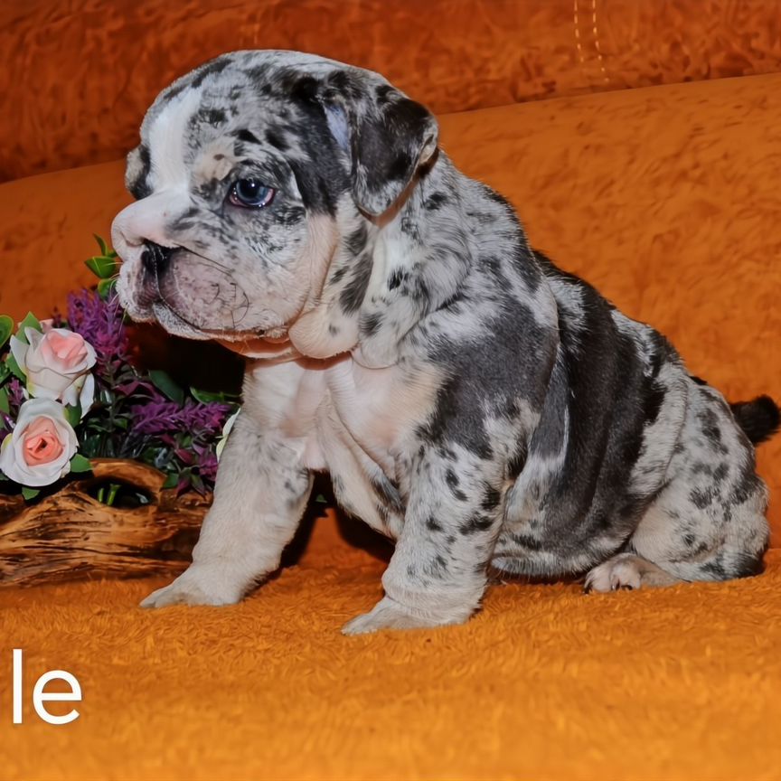 Английский бульдог, щенок