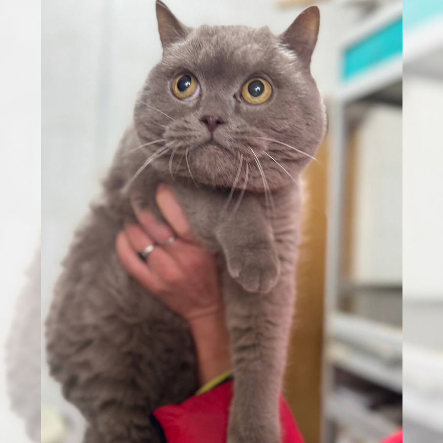 Британский длинношёрстный, взрослый кот