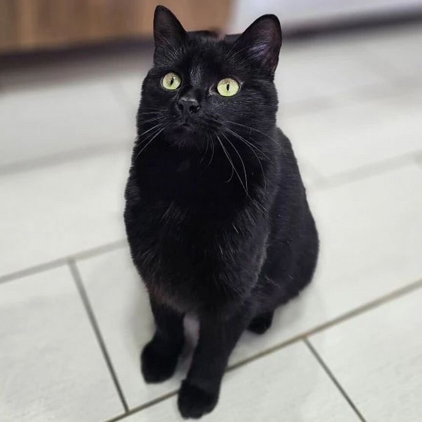 Взрослая, кошка в добрые руки