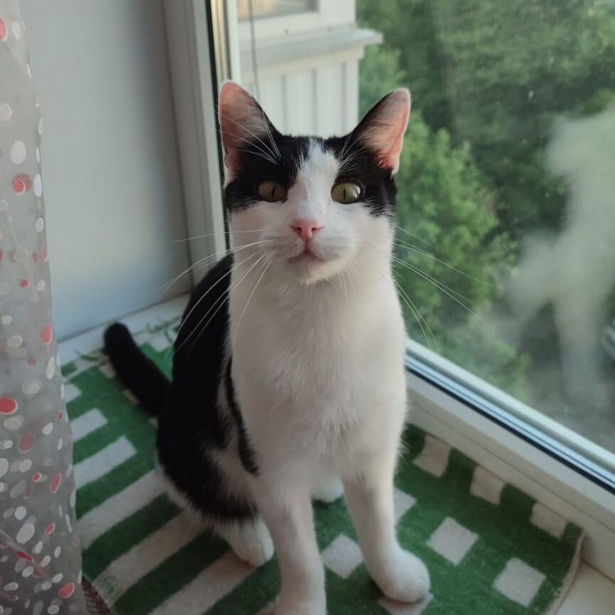 Кошечка Стеша