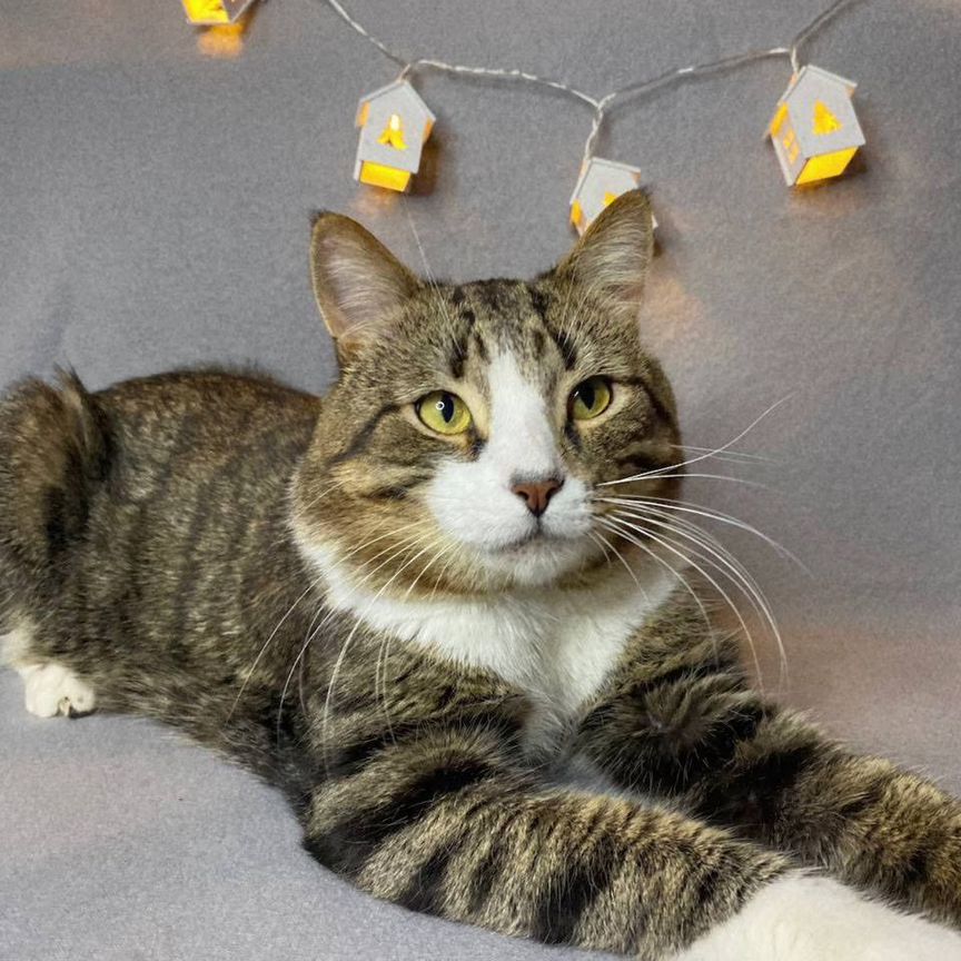 Семён в самые добрые руки