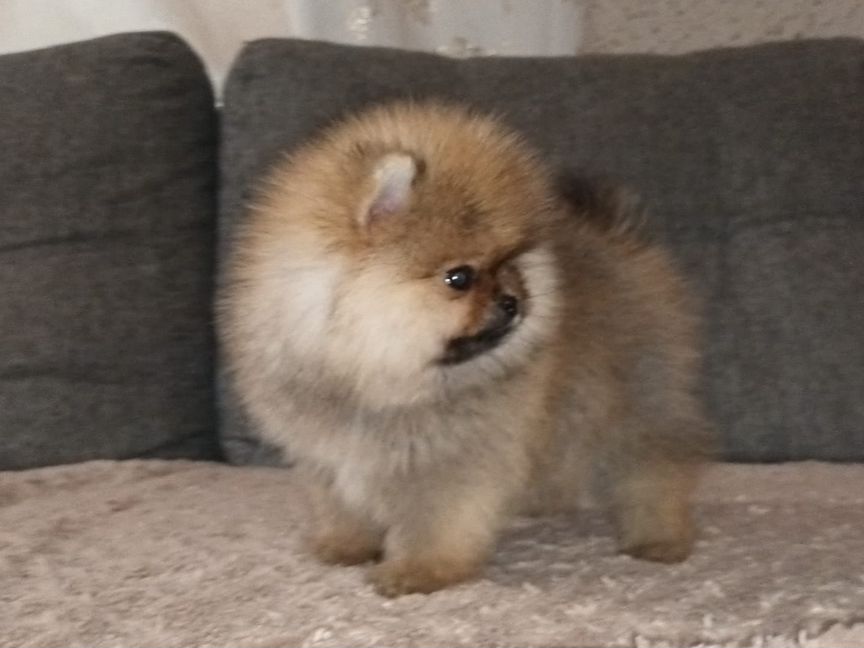 Необычный шпиц