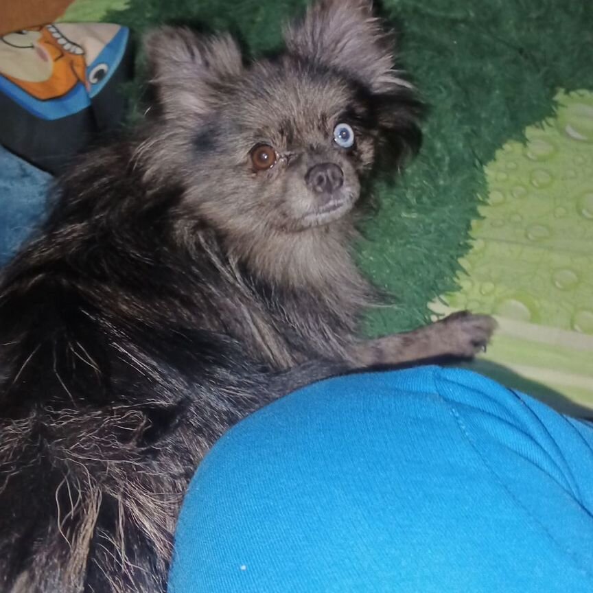 Померанский шпиц