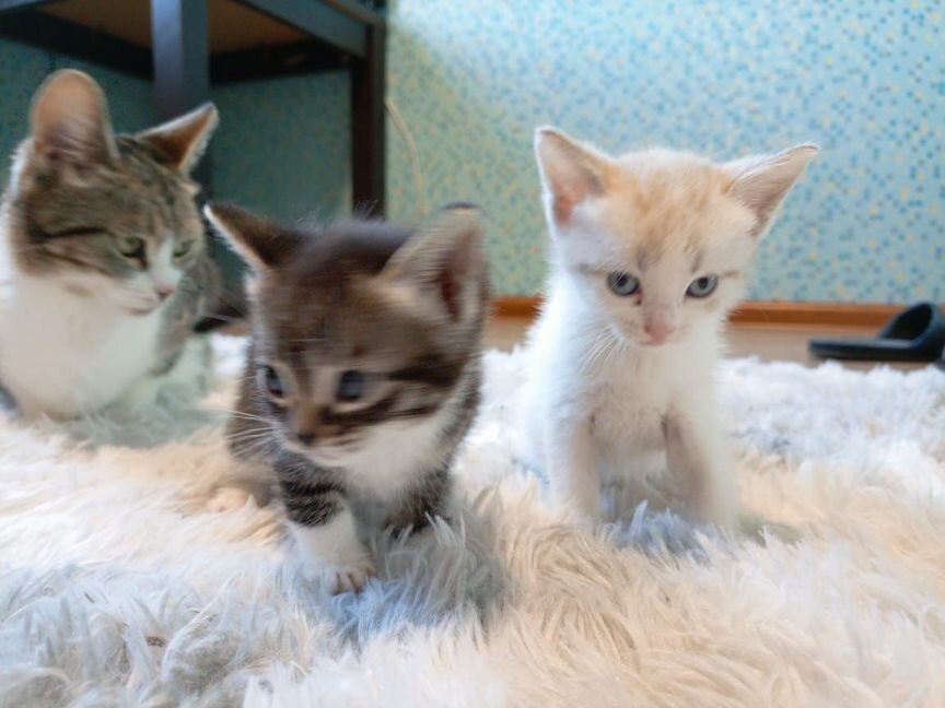 Котята в добрые руки бесплатно