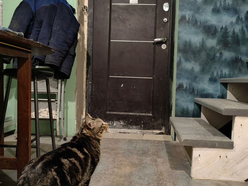 Котики в добрые руки