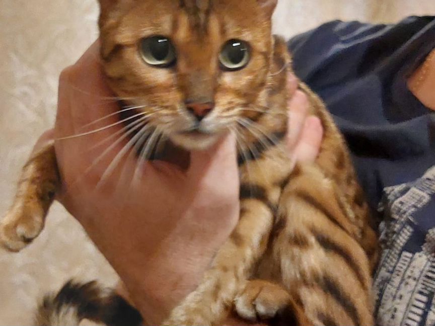 Бенгальская кошка чья