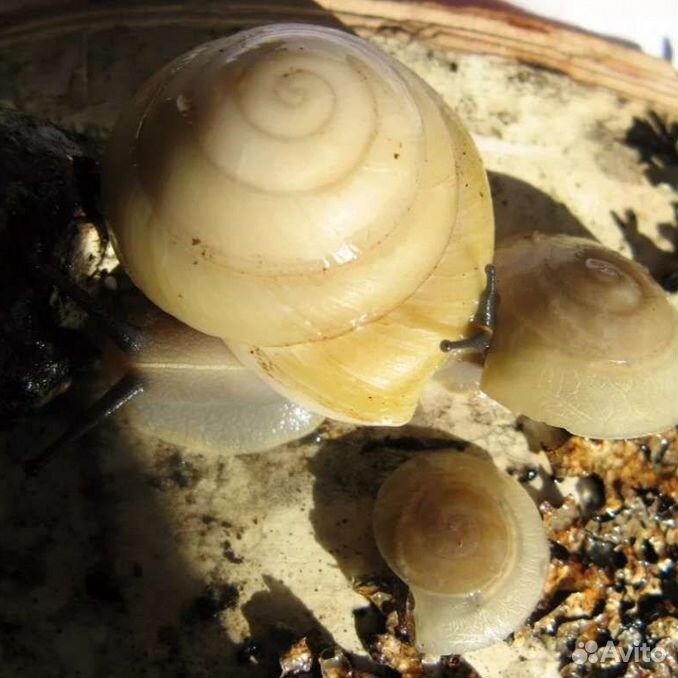 Улитки караколусы