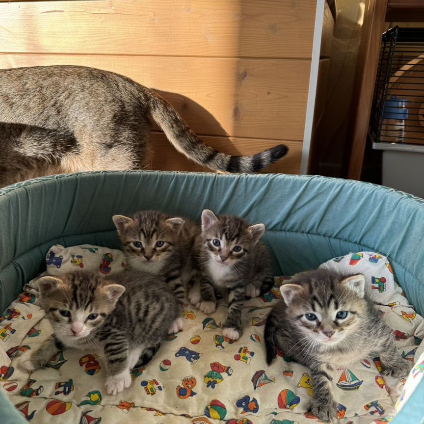 Котята/Котенок в добрые руки