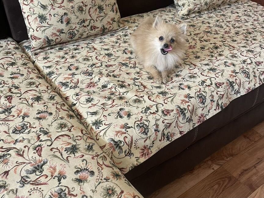 Девочка моника