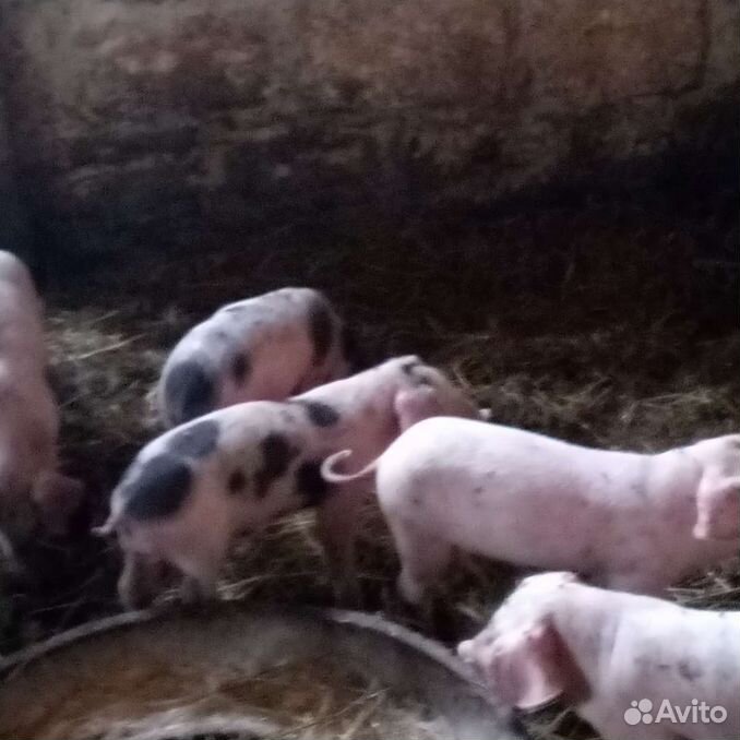 Поросята ландрас