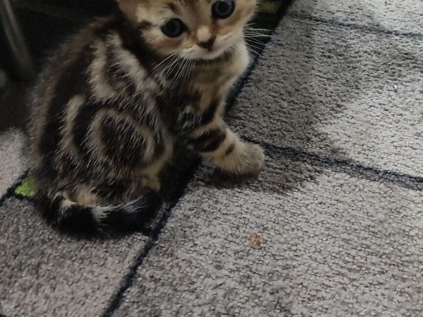 Шотландские котята
