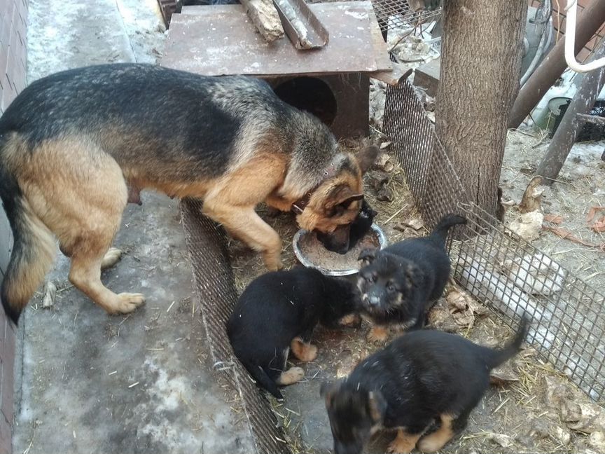 Шенки немецкой овчарки