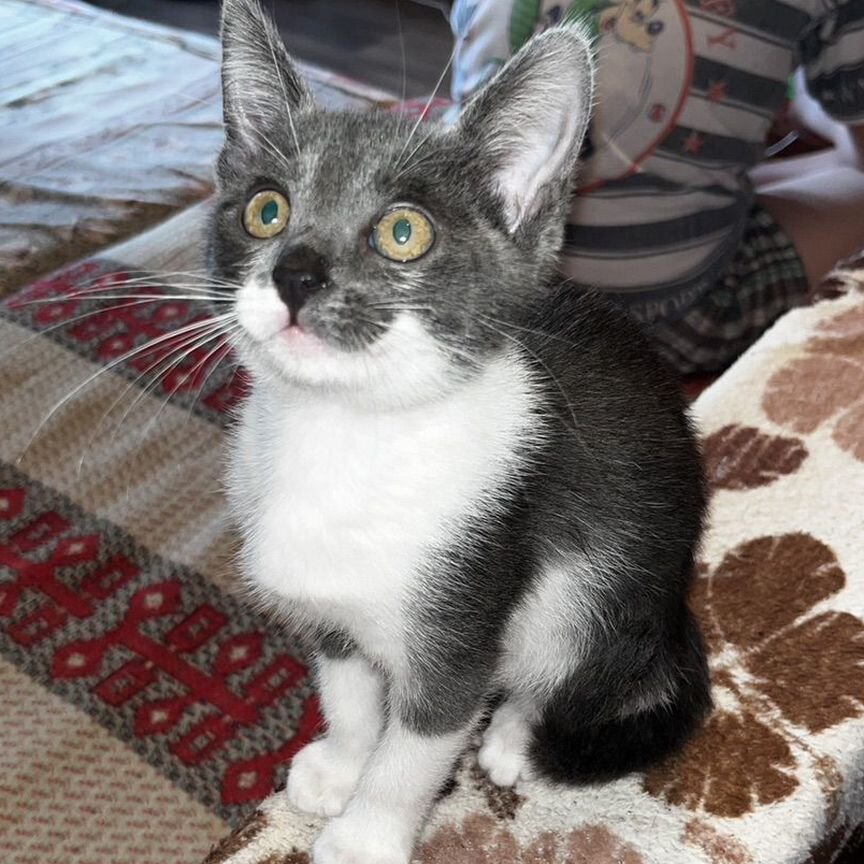 Котенок