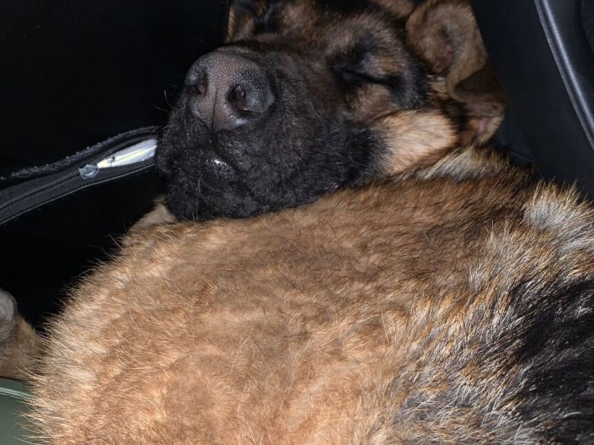 Чистокровная породистая немецкая овчарка