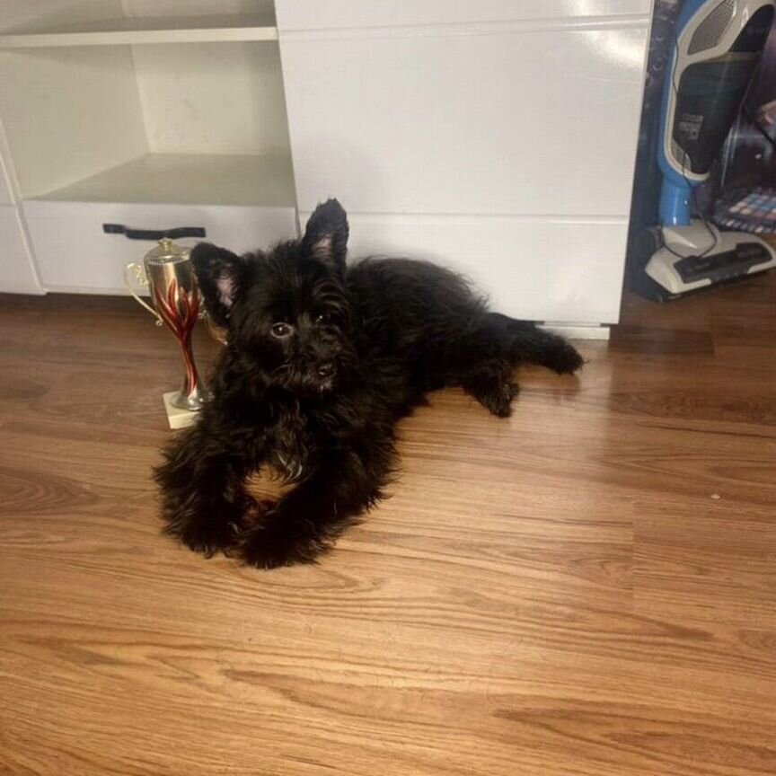 Цветной йорик мальчик