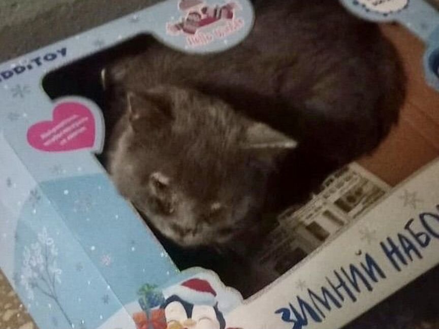 Брошенный кот