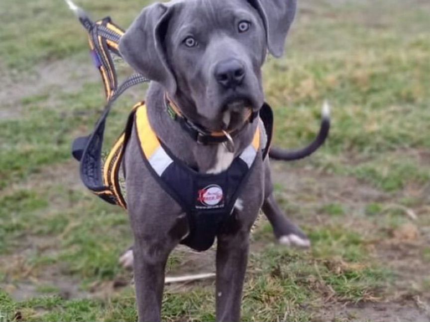 Щенок Кане Корсо в добрые руки