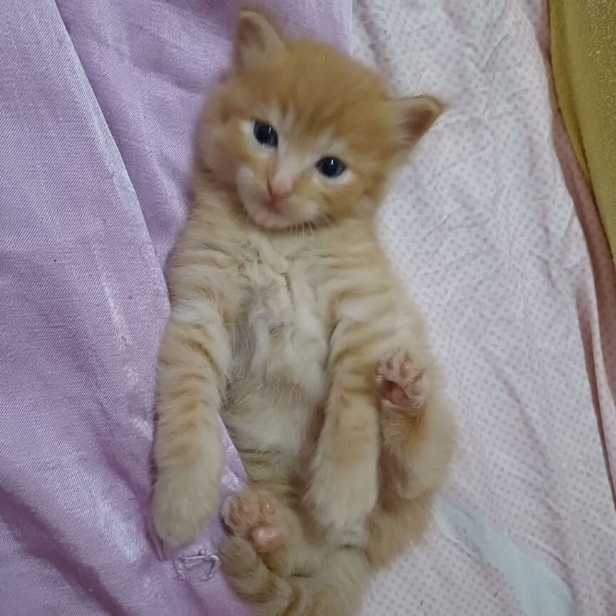 Котёнок в добрые руки