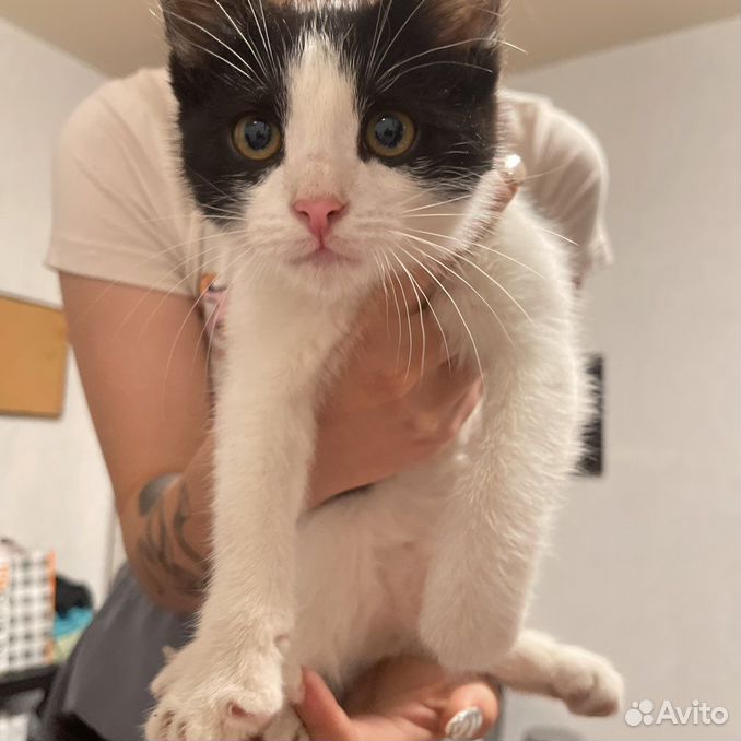 Котенок Феликс