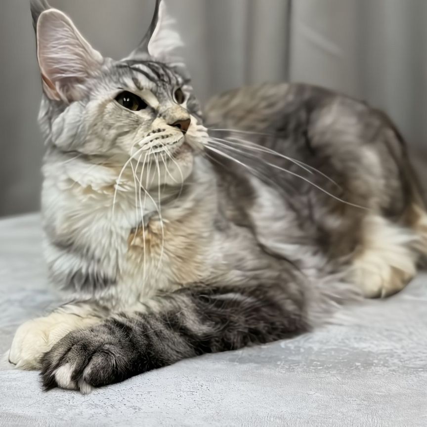 Мейн-кун котёнок