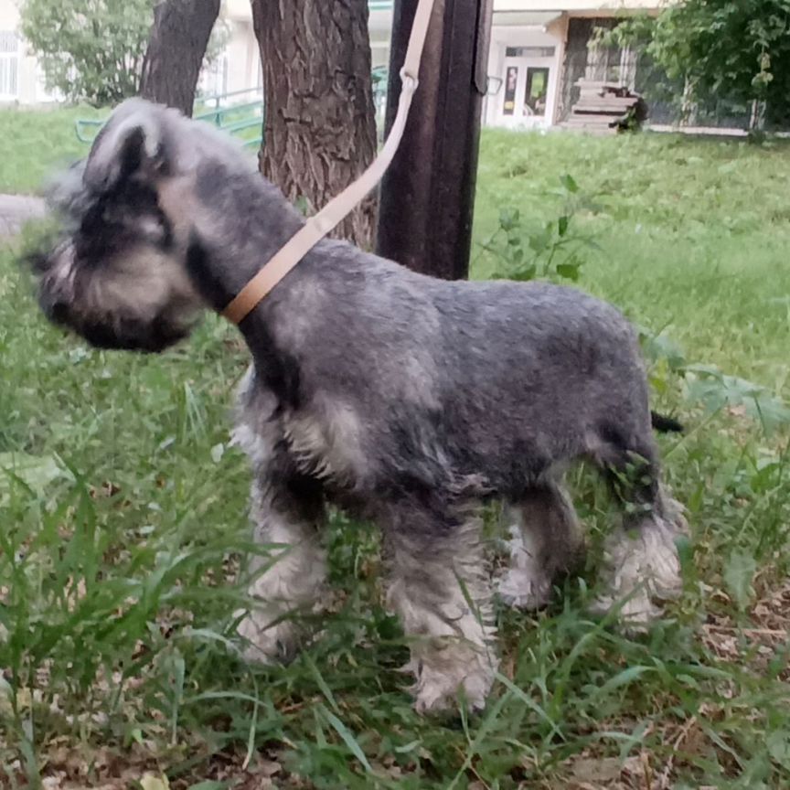 Цвергшнауцер щенки
