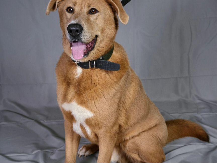 Собака в добрые руки отдам бесплатно