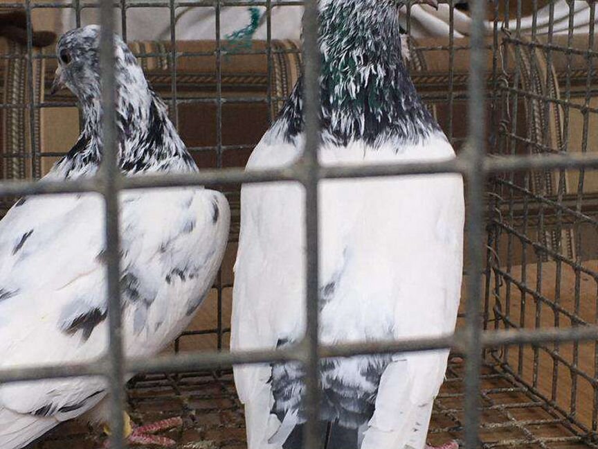 Продажа бакинских голубей