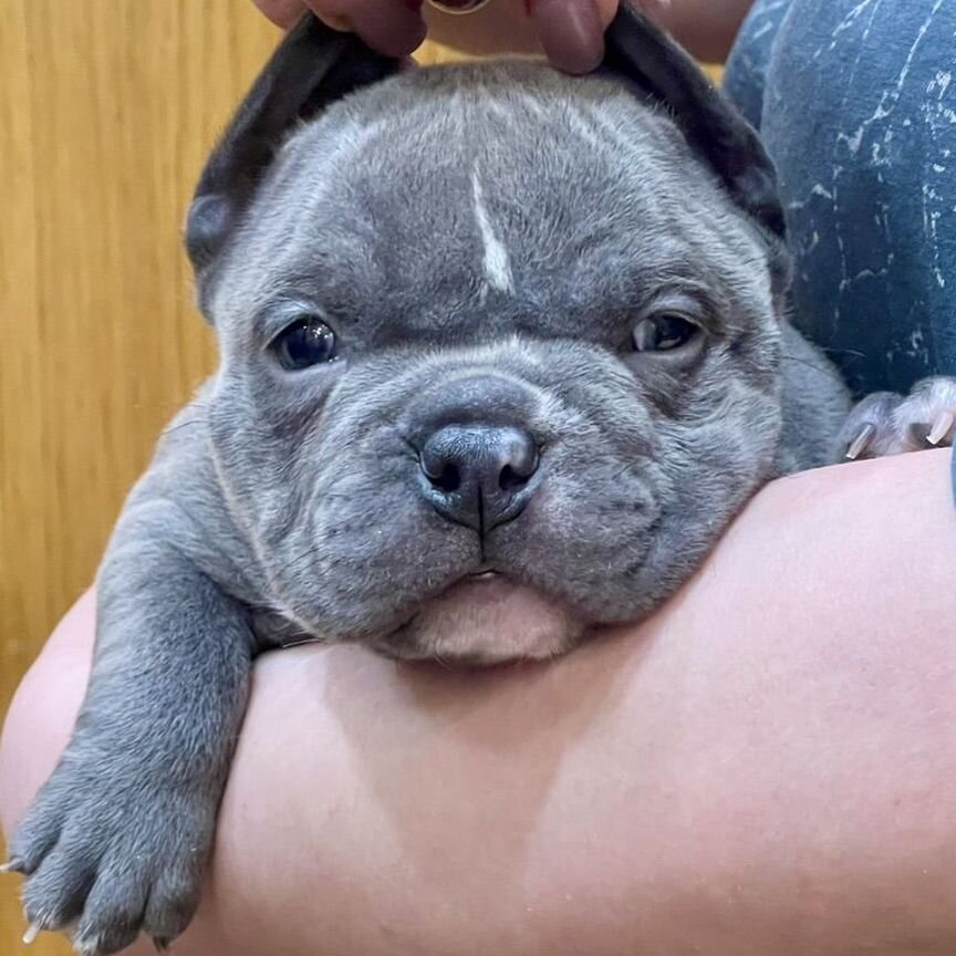 Американский булли, щенок