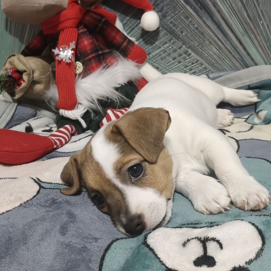 Джек-рассел-терьер, щенок