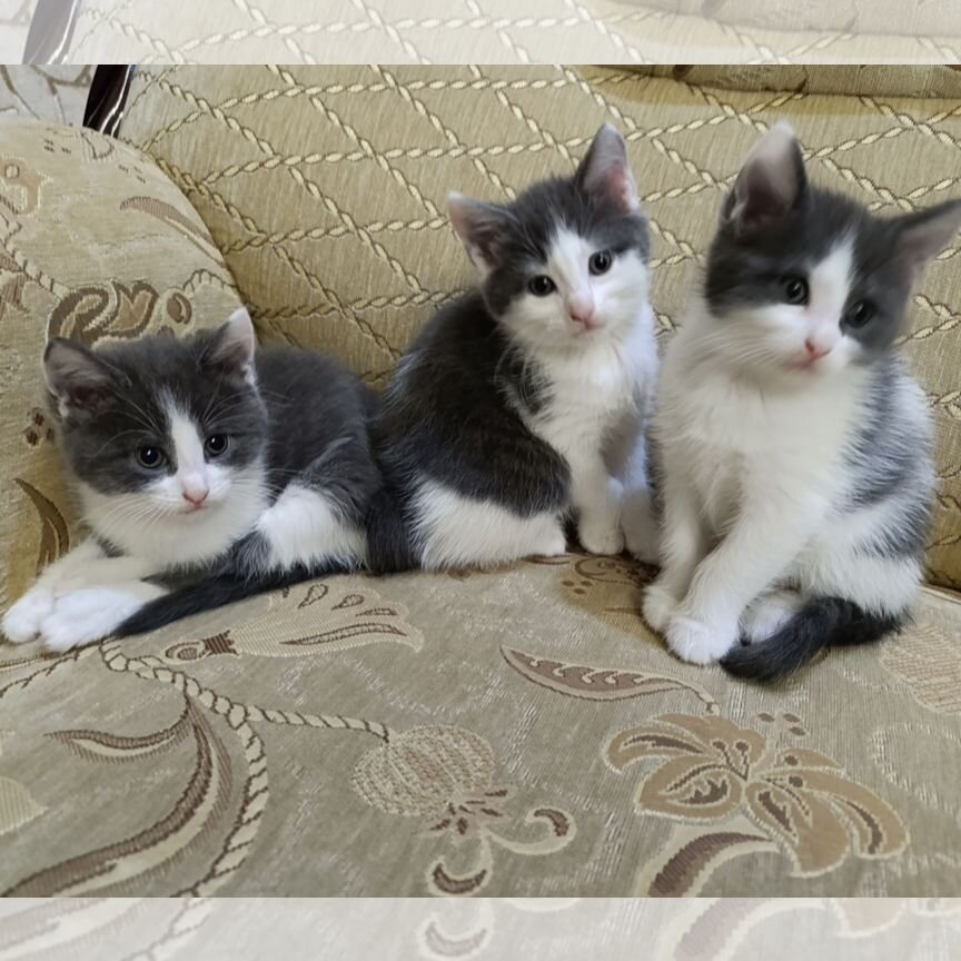 Мейн-кун котёнок