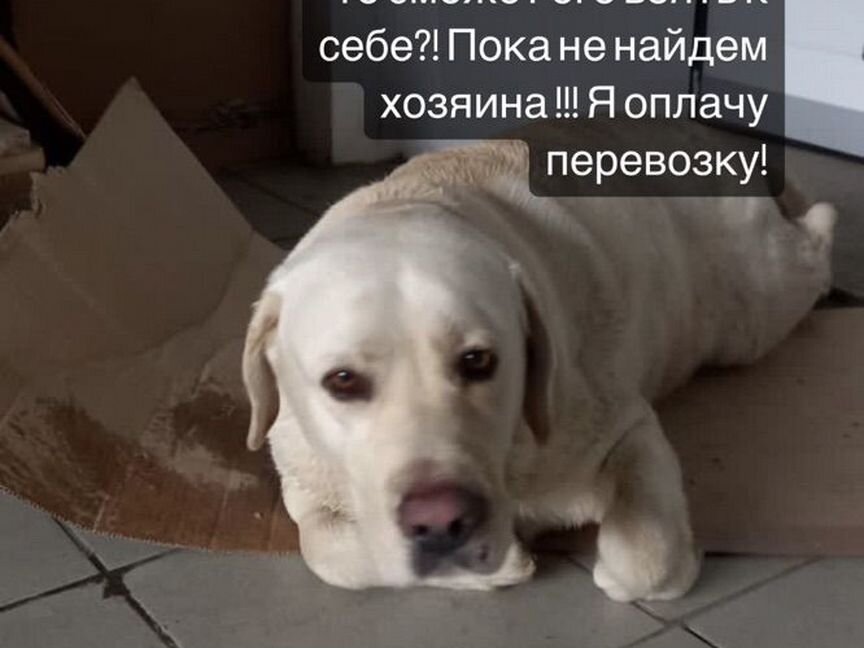 Лабрадор