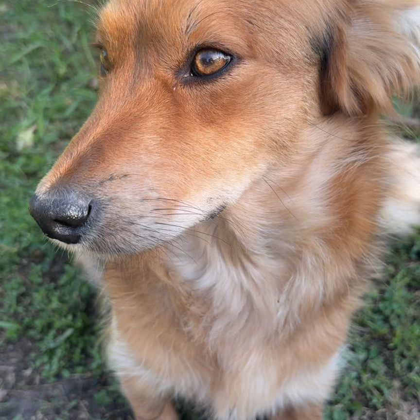 Собака в добрые руки