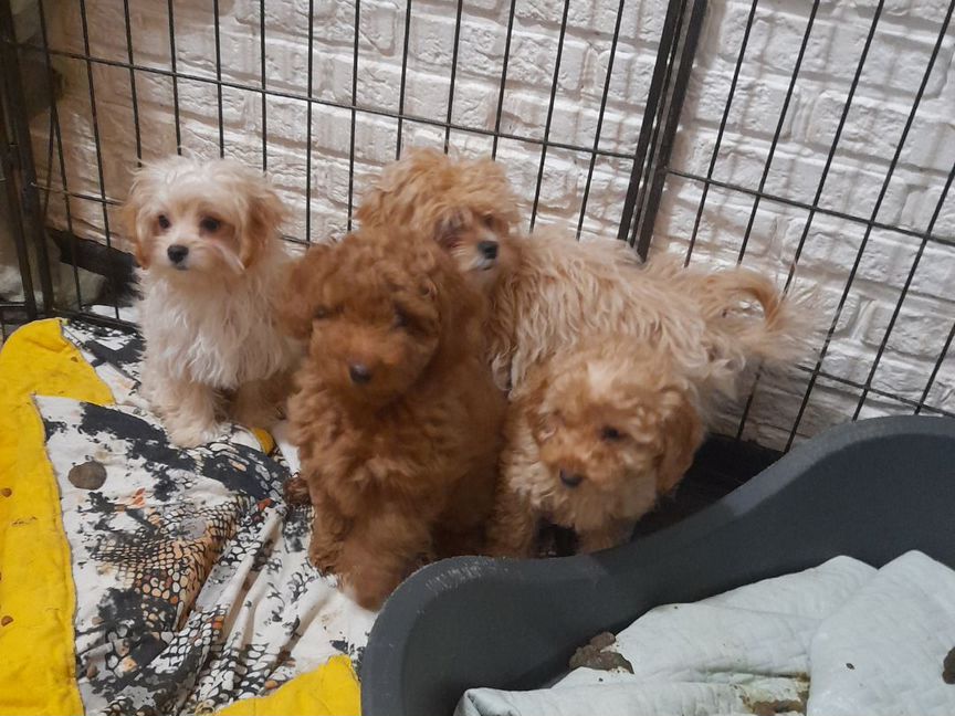 Собаки щенки маленькой породы