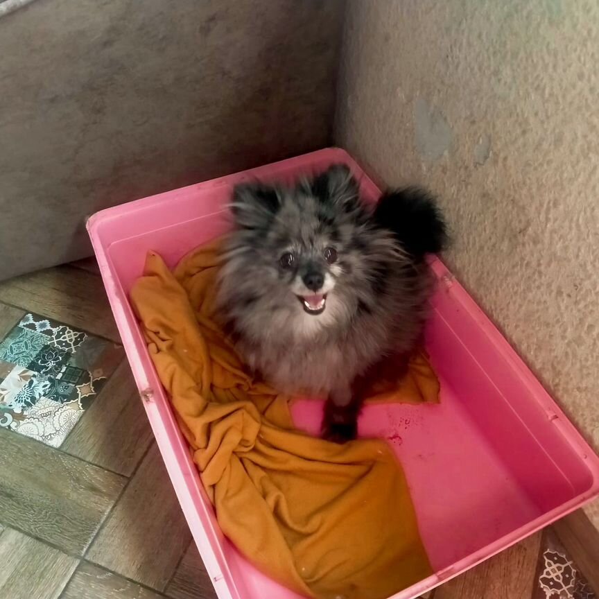 Взрослые шпицы