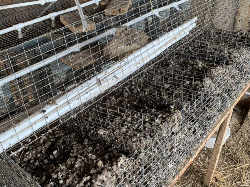 Клетка для кролов