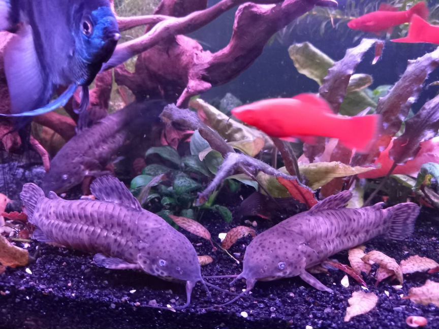 Сом таракатум 15 см