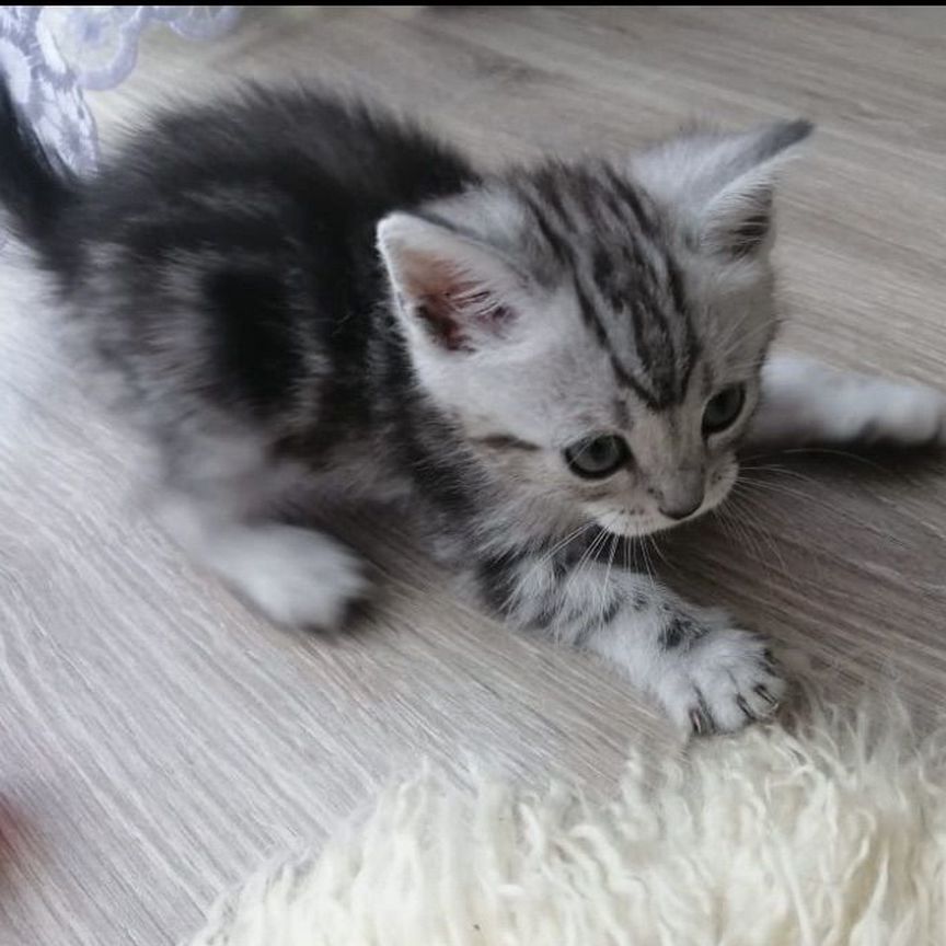 Британские мраморные котятки