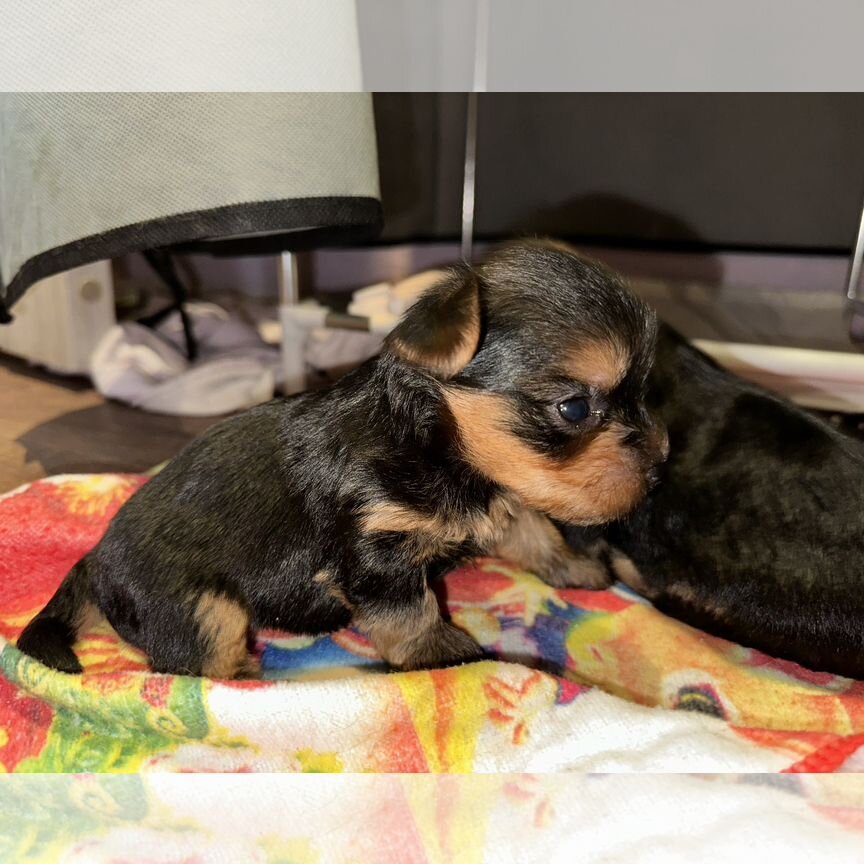 Йоркширский терьер, щенок