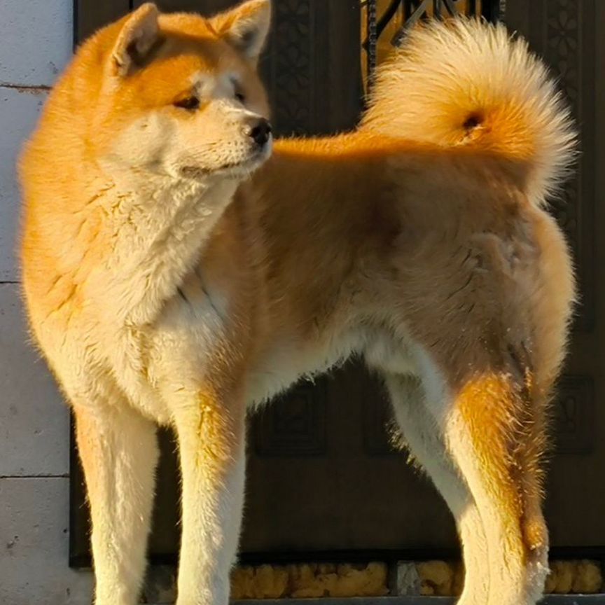 Вязка кобель акита ину