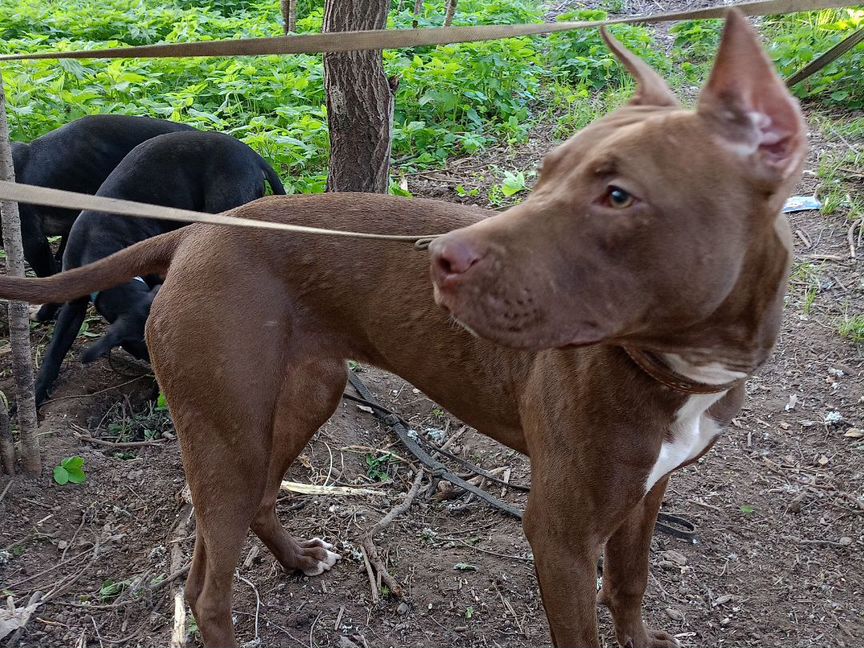 Питбультерьер